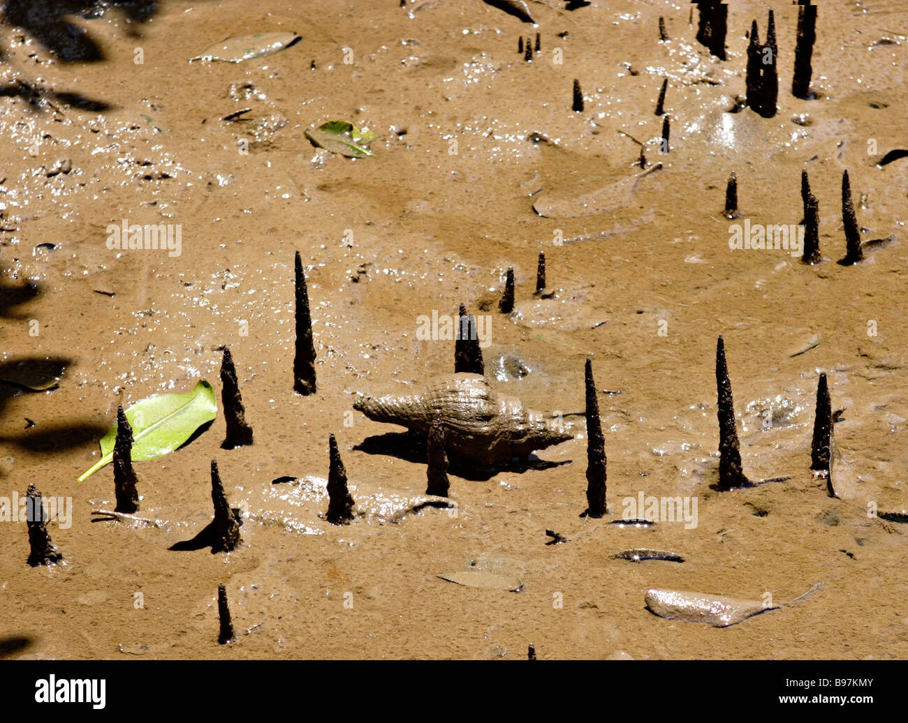 Snail in mangrove mud Canavieiras Bahia Brazil South America Stock ...