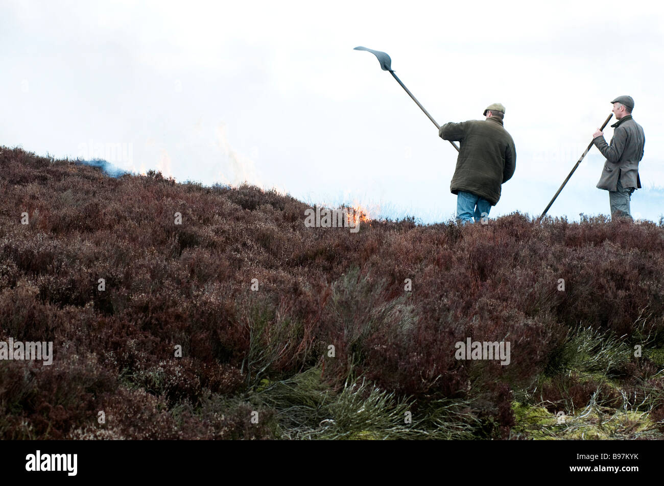 Gamekeepers putting out a controlled fire when burning old heather on ...