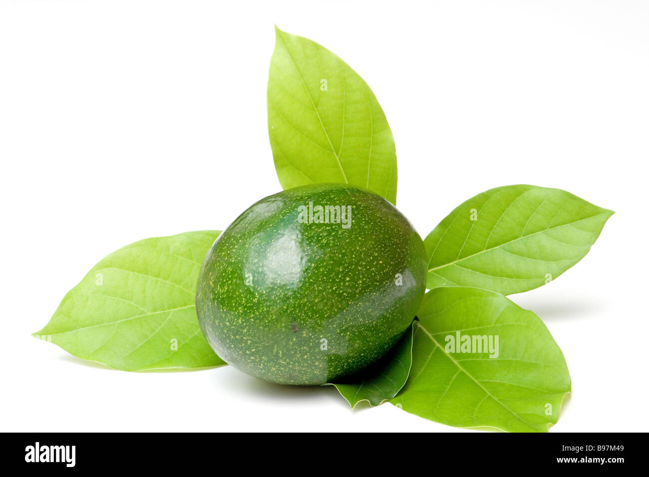 Fresh avocado on white background Stock Photo - Alamy