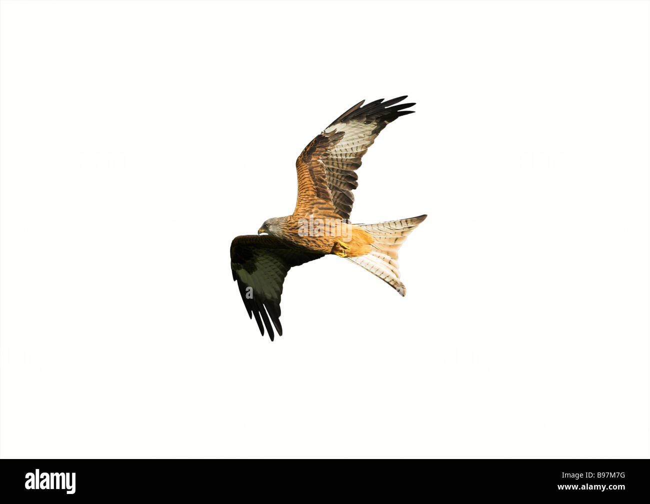 Red Kite Cutout Stock Photo - Alamy
