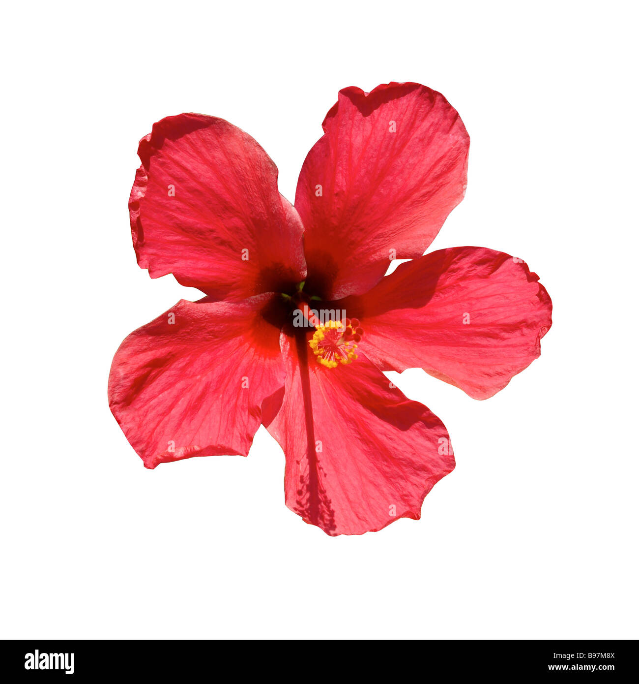 The hibiscus flower is traditionally worn by Hawaiian women Stock Photo ...