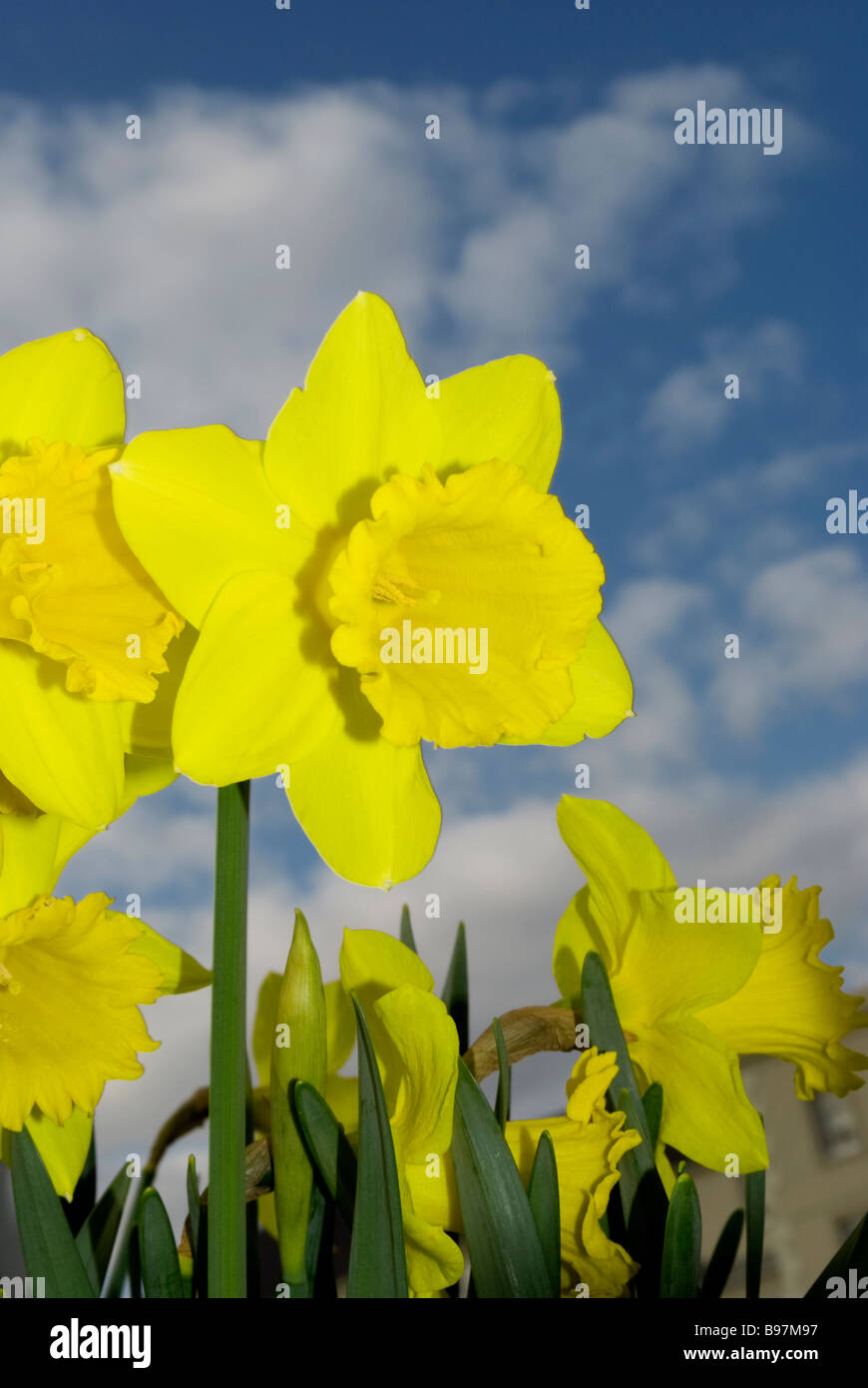 4 daffodils hi-res stock photography and images - Alamy