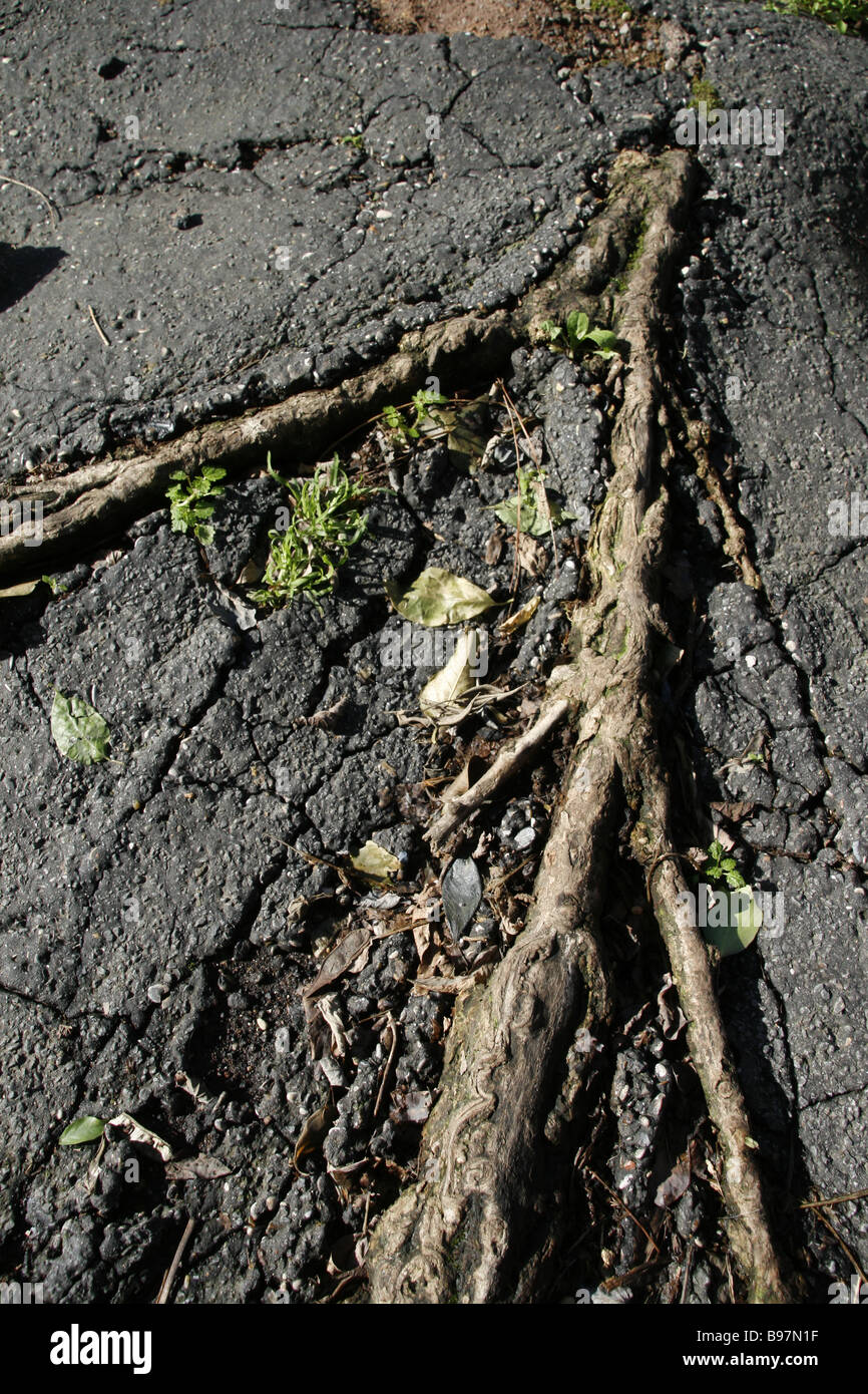 tree roots growing through tarmac on street road surface Stock Photo ...