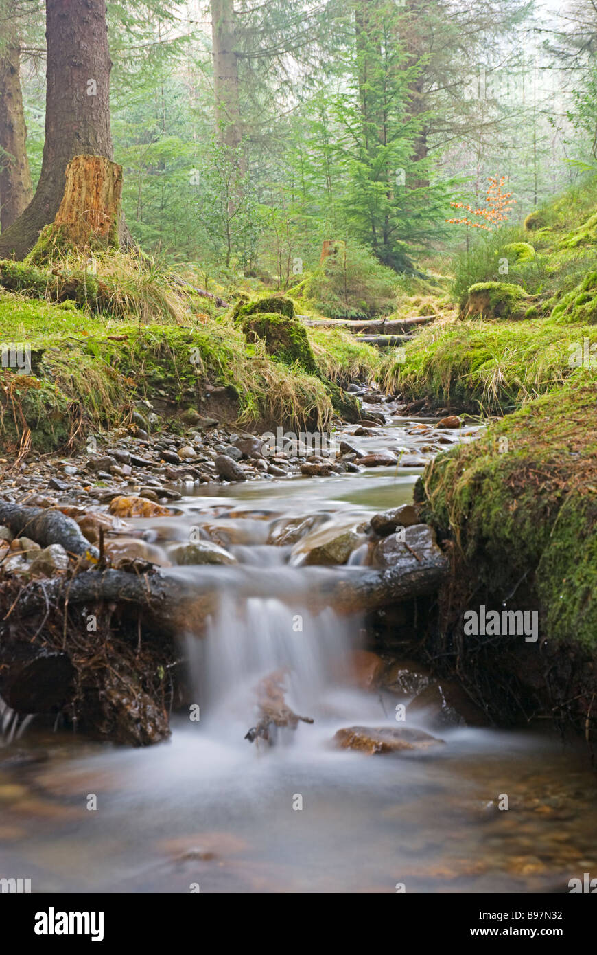 Strathyre Forest High Resolution Stock Photography and Images - Alamy