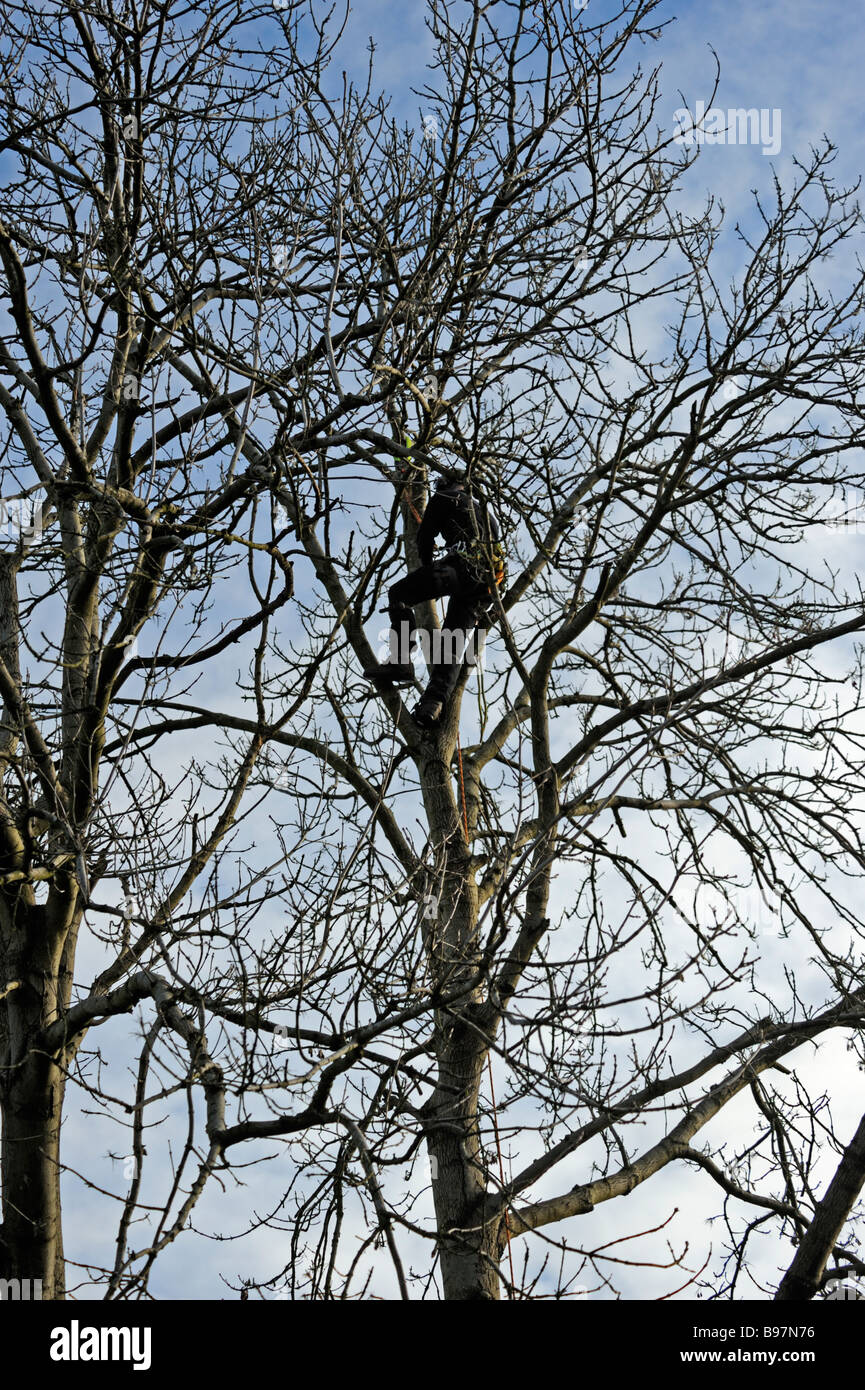 Tree ascending hi-res stock photography and images - Alamy