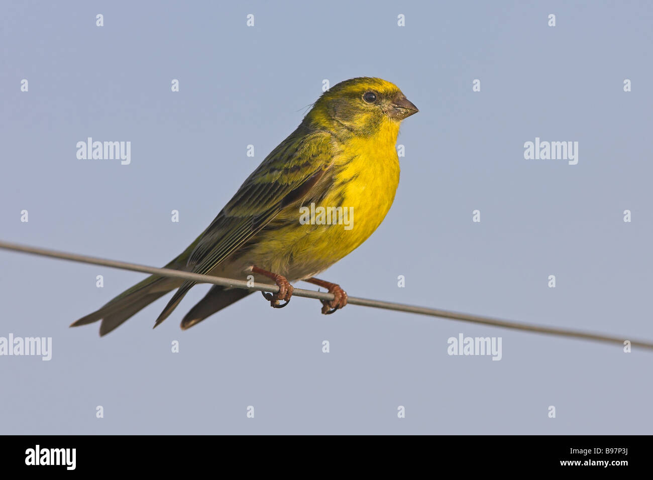 Serin birds hi-res stock photography and images - Alamy