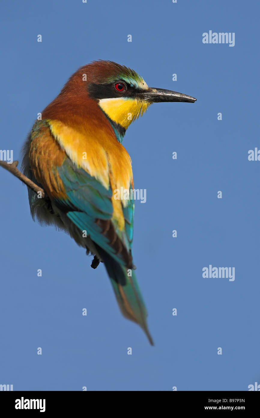 Aerial insect eater hi-res stock photography and images - Alamy