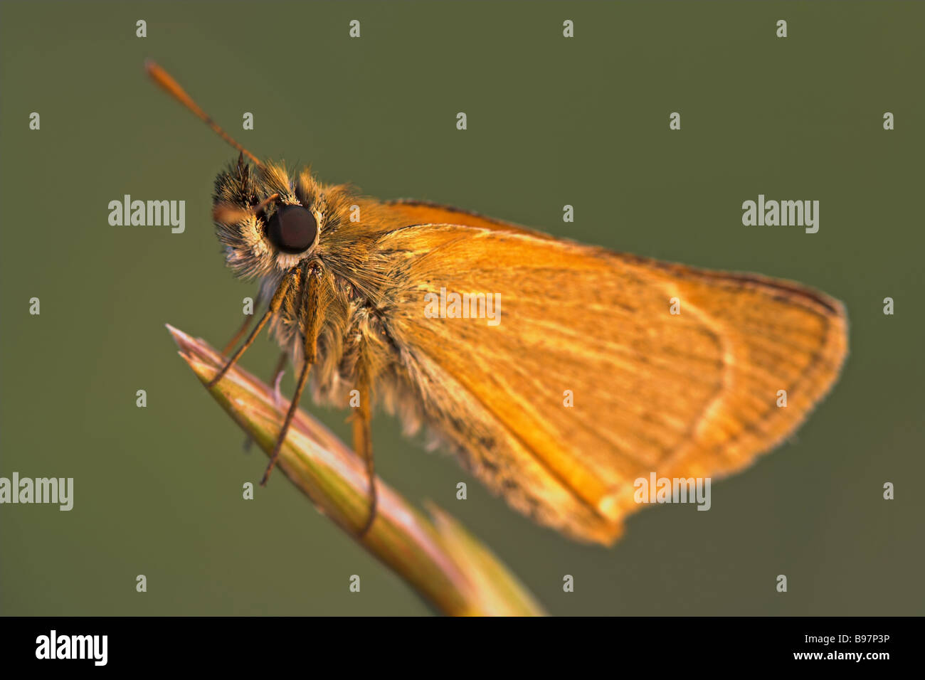 Rust colored skipper butterfly hi-res stock photography and images - Alamy