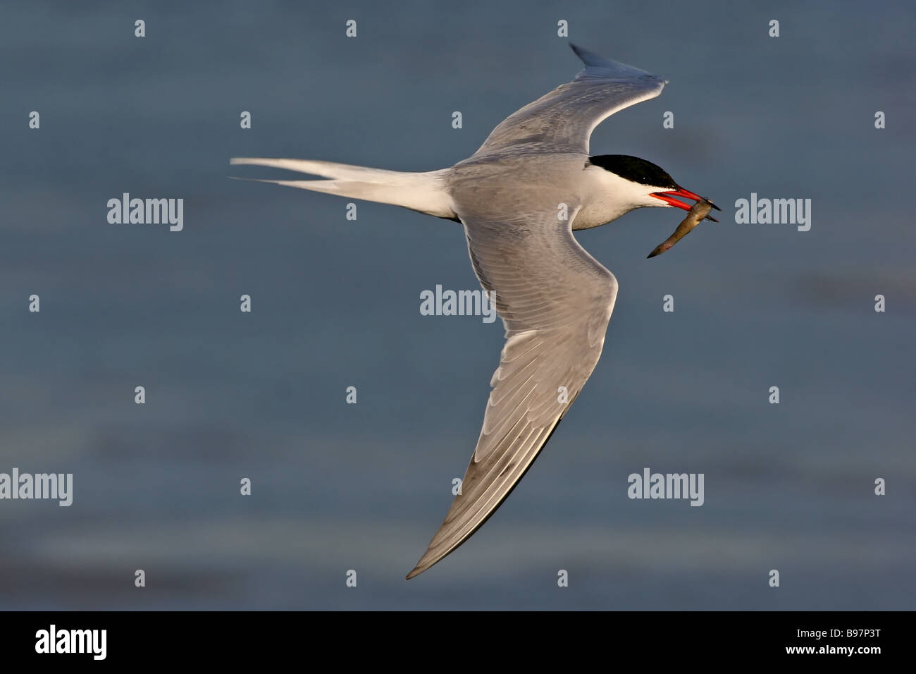 Tern prey hi-res stock photography and images - Alamy