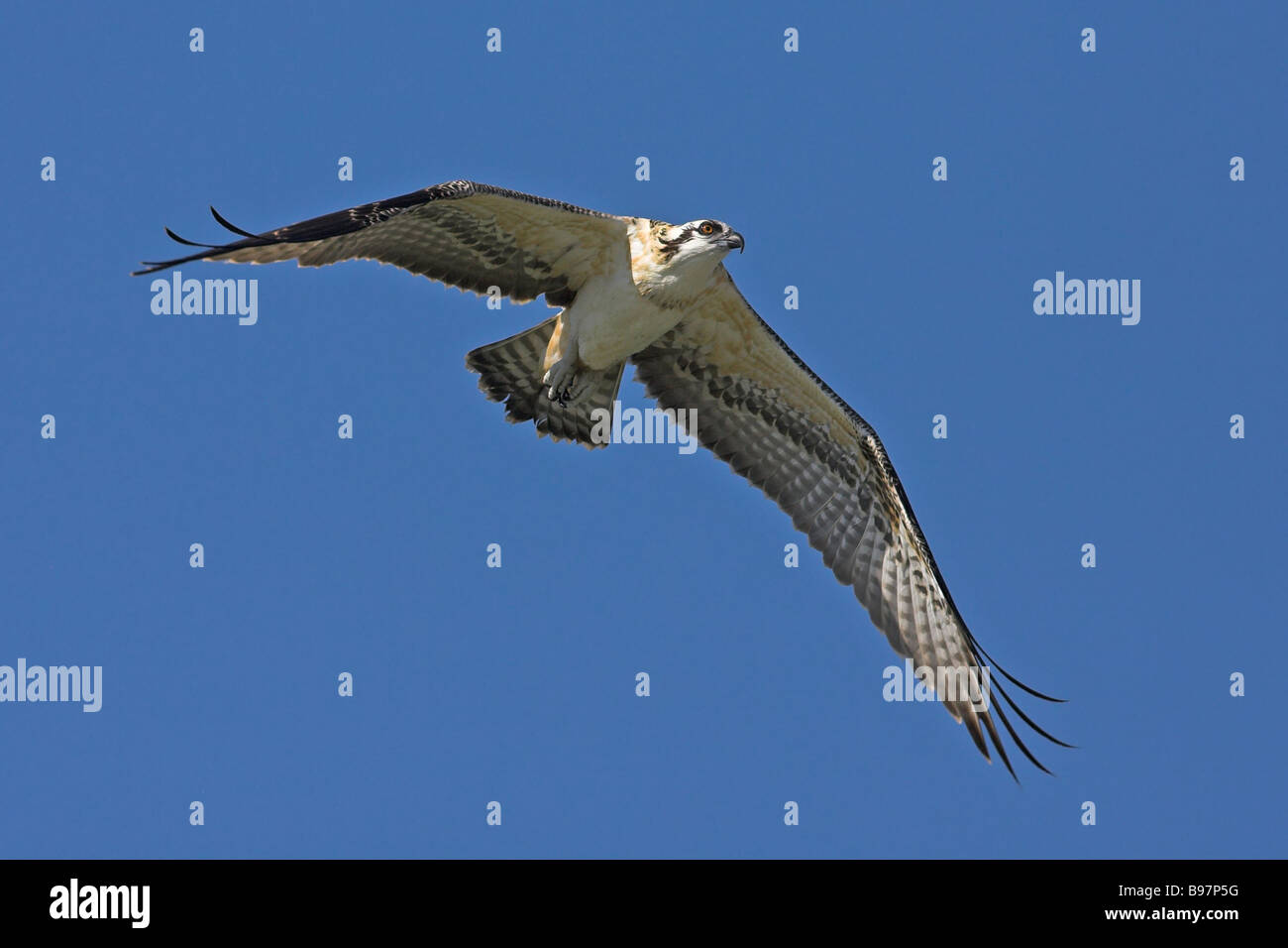 Geltet hi-res stock photography and images - Alamy