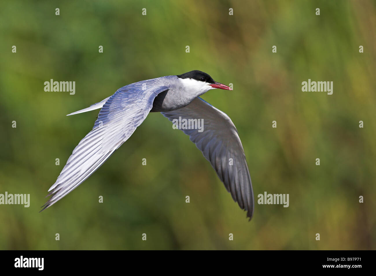 Whiskered animals hi-res stock photography and images - Alamy