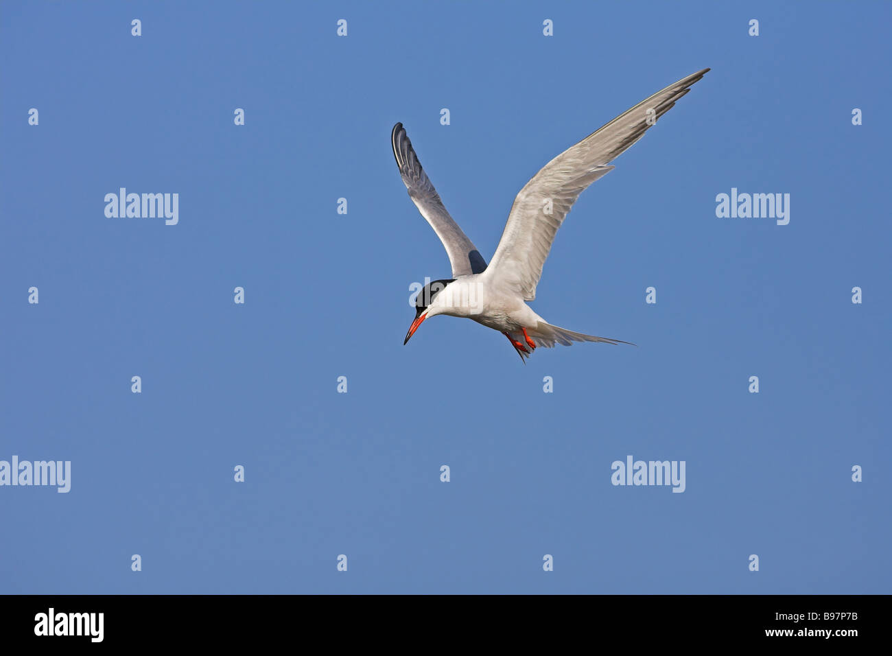 Common terns mating hi-res stock photography and images - Alamy