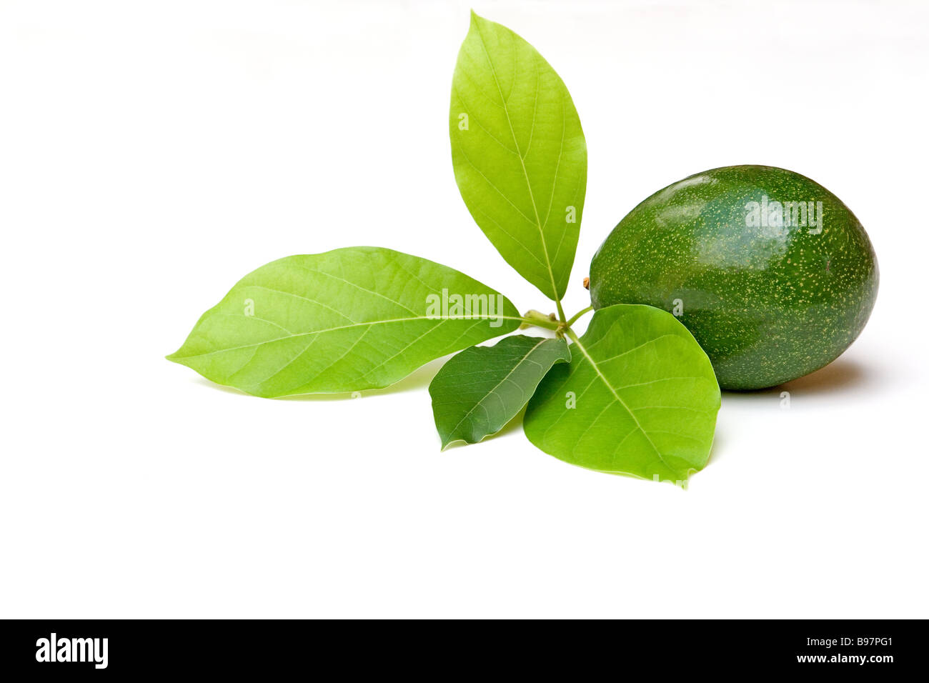 Fresh avocado on white background Stock Photo - Alamy