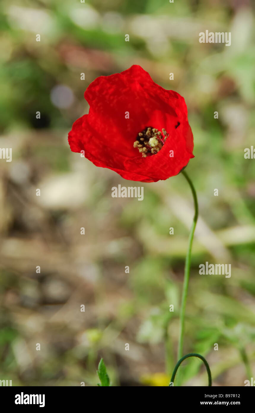 Deep red poppy hi-res stock photography and images - Alamy