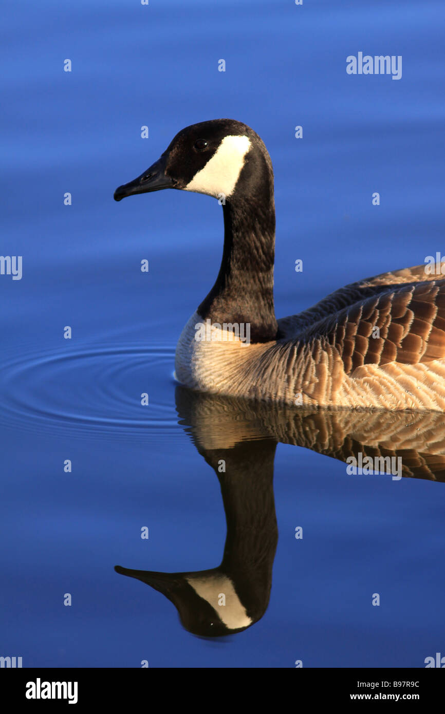 Canada goose in profile hi-res stock photography and images - Alamy