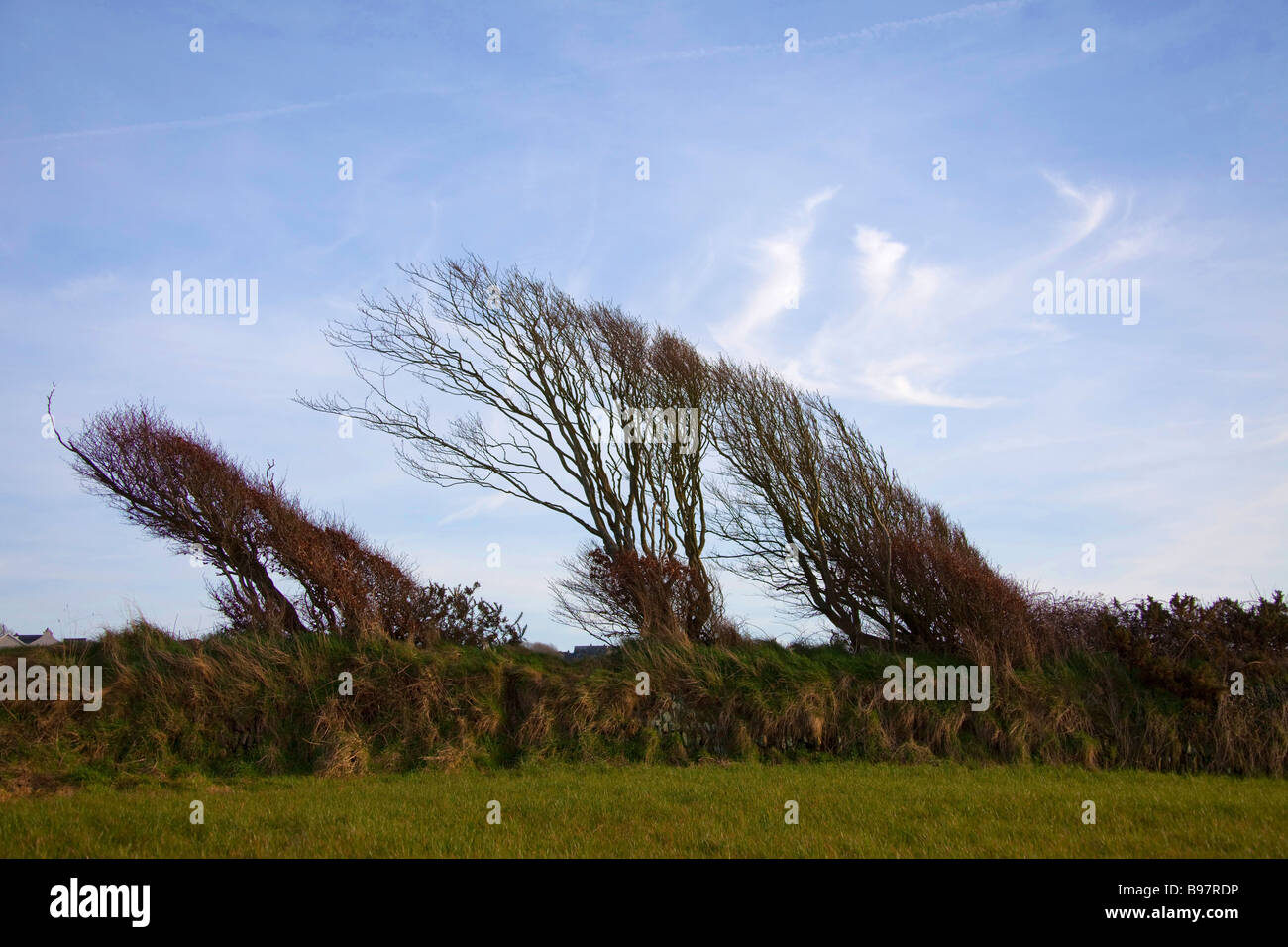 Wind swept tree on hedge, blue sky in Pembrokeshire West Wales UK ...