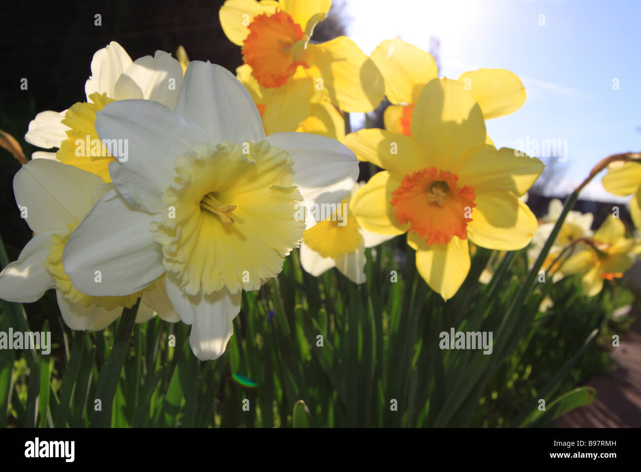 Joyful daffodil blooms hi-res stock photography and images - Alamy