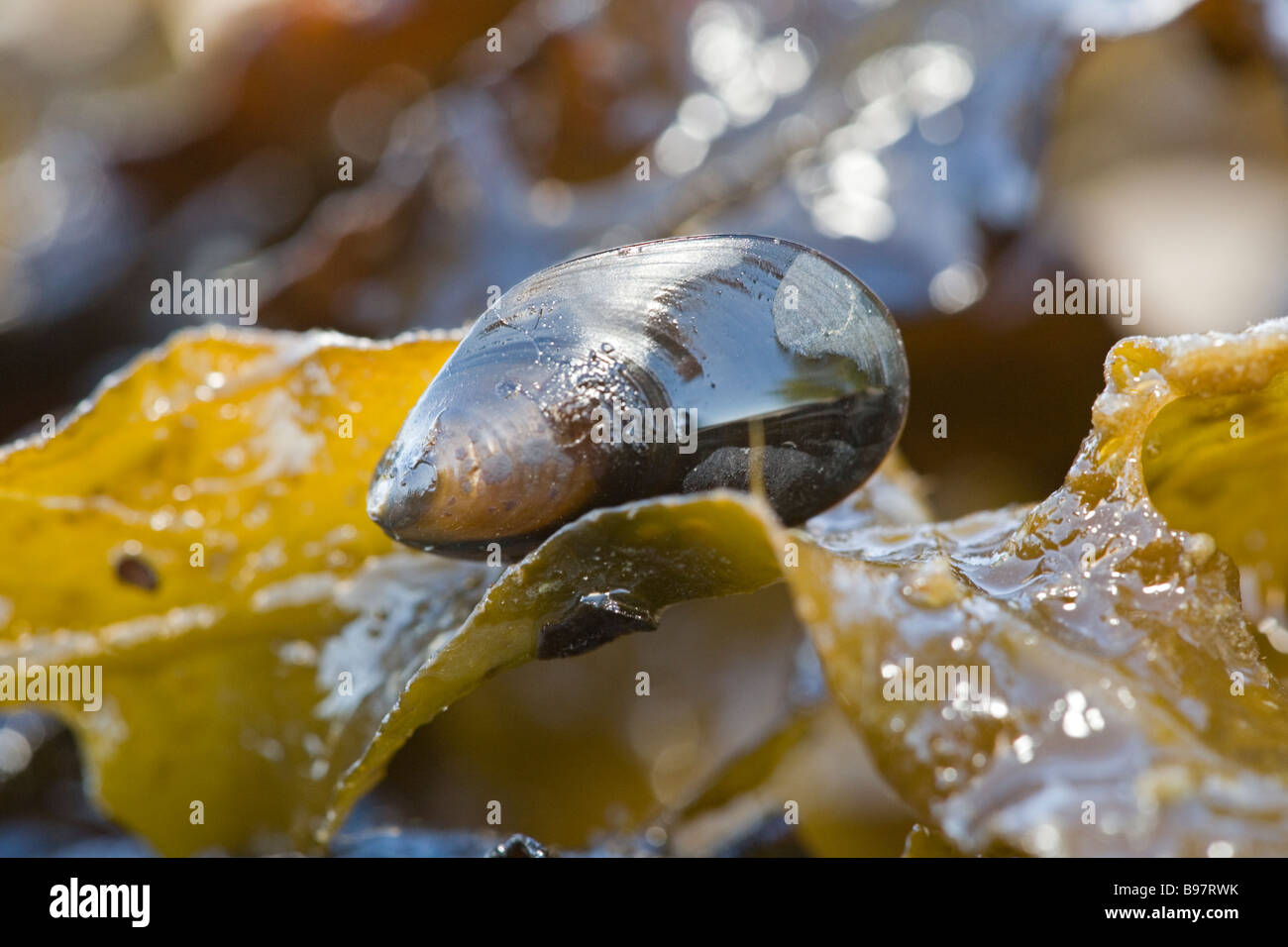 Blue mussel Mytilus edulis Blåmussla Stock Photo - Alamy