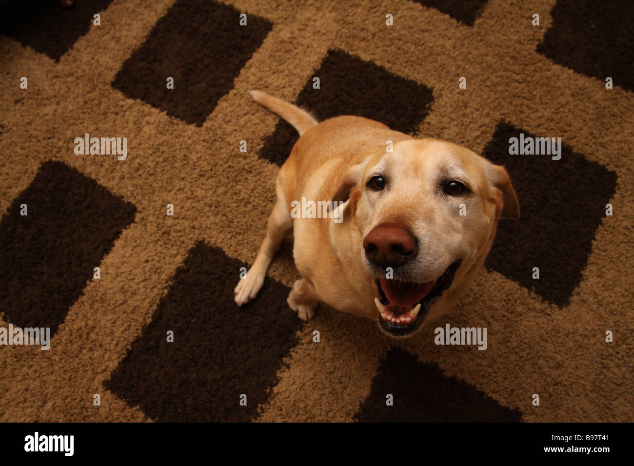 happy labrador on rug Stock Photo - Alamy
