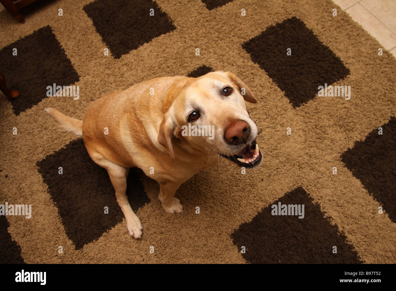 Happy Lab Dog Pictures