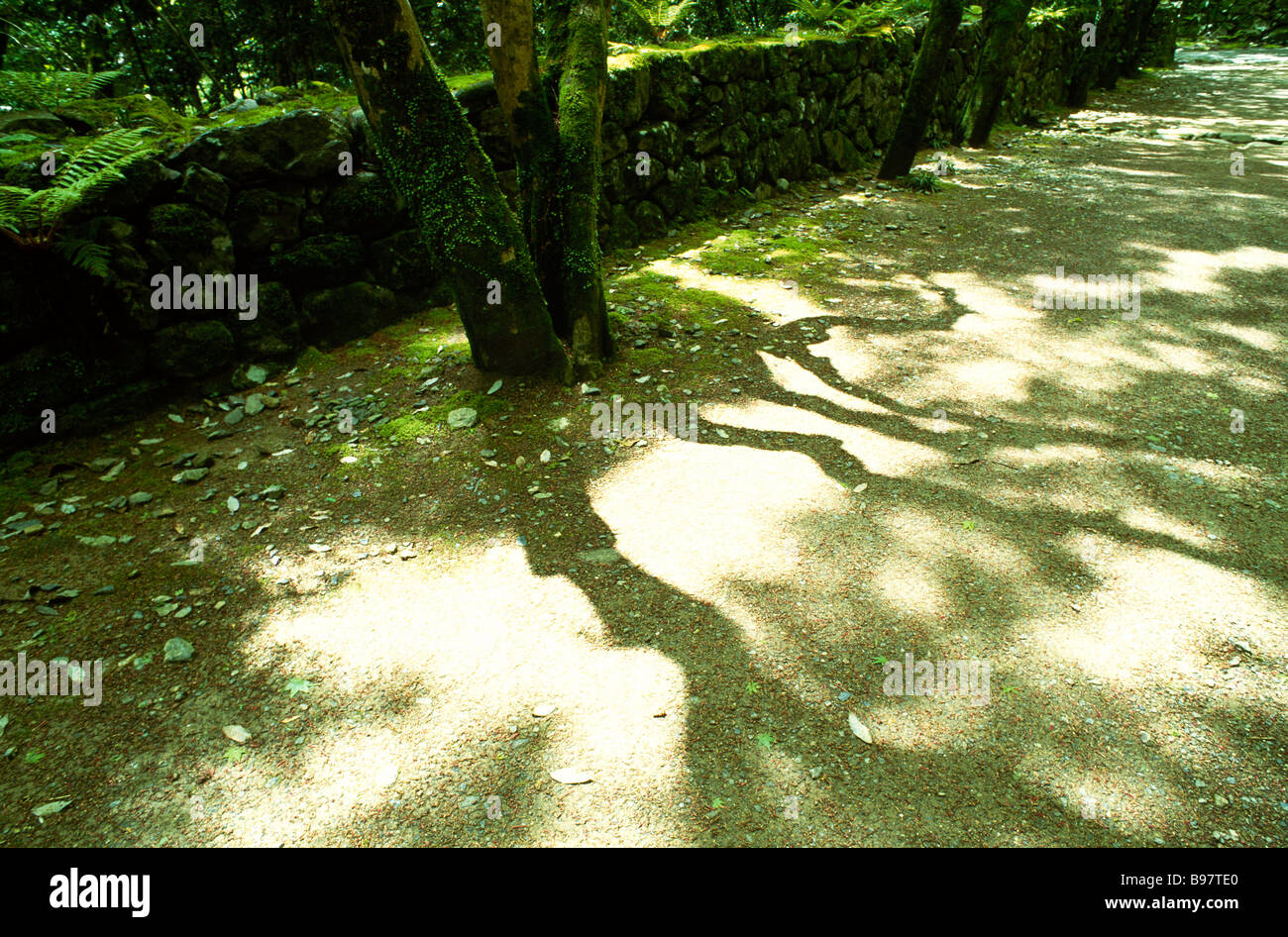 Shadow of tree Stock Photo - Alamy