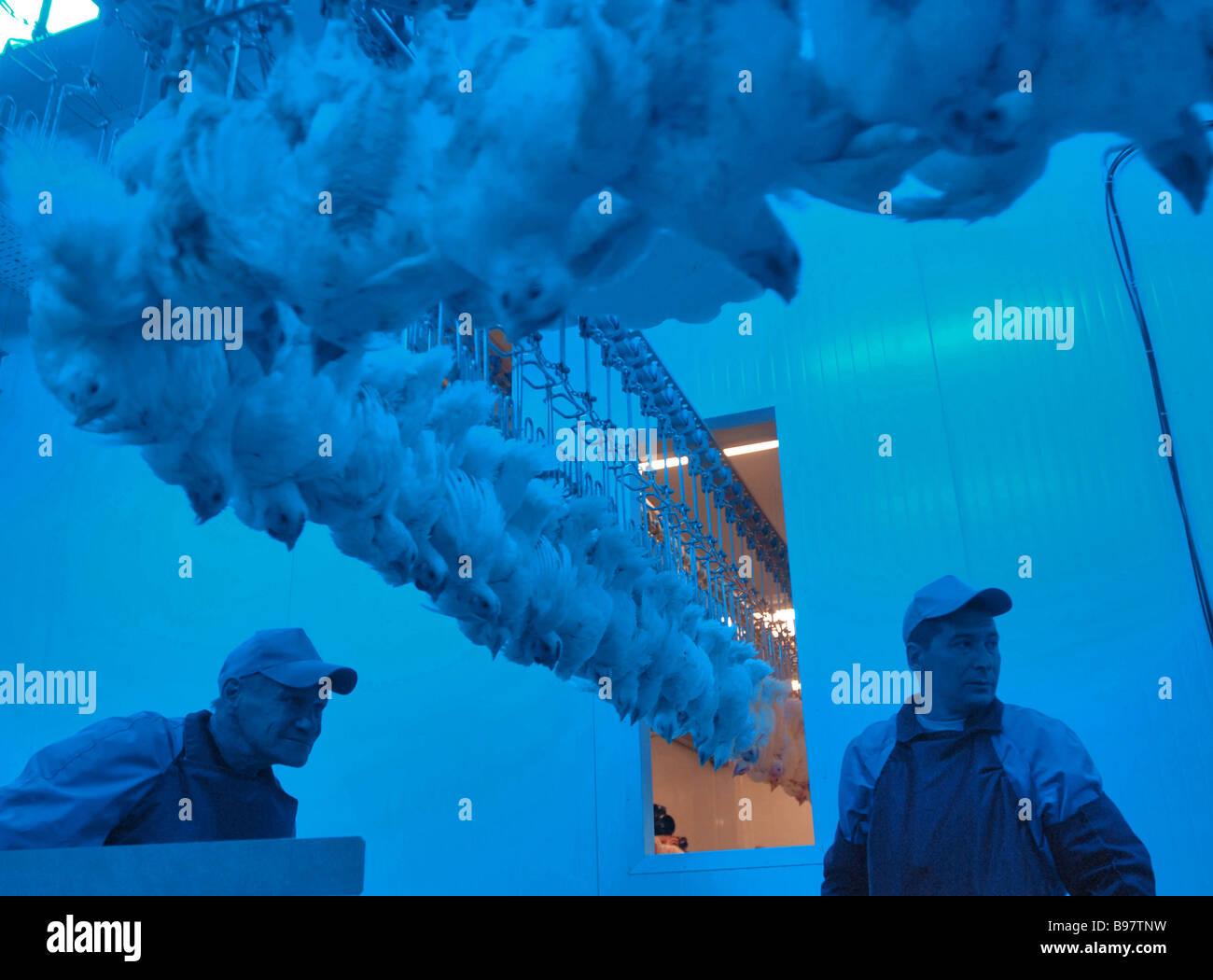 A stunning and feather removal line at a poultry processing factory of ...