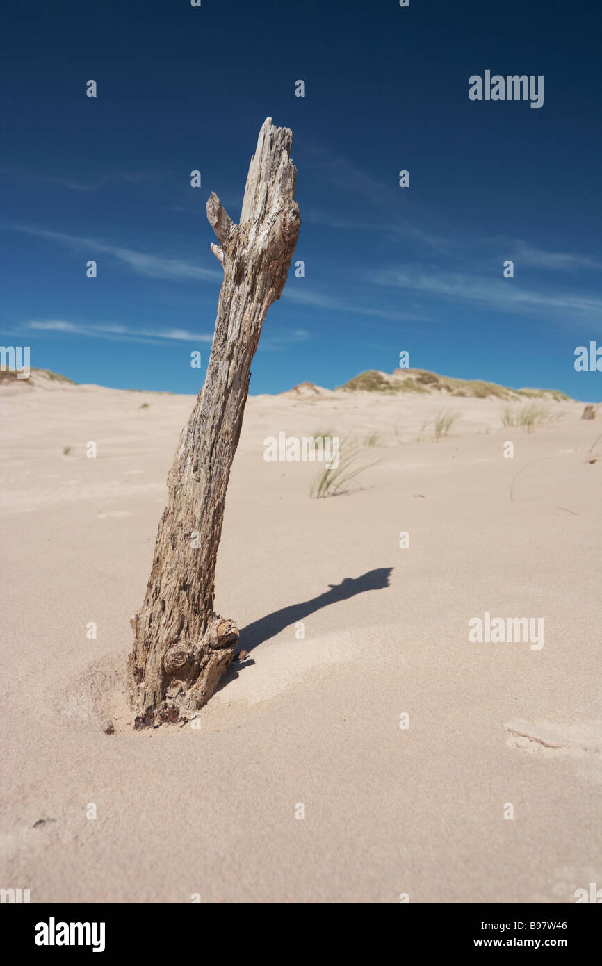 Lacka Gora dunes moving front pushing over forest of trees Slowinski ...