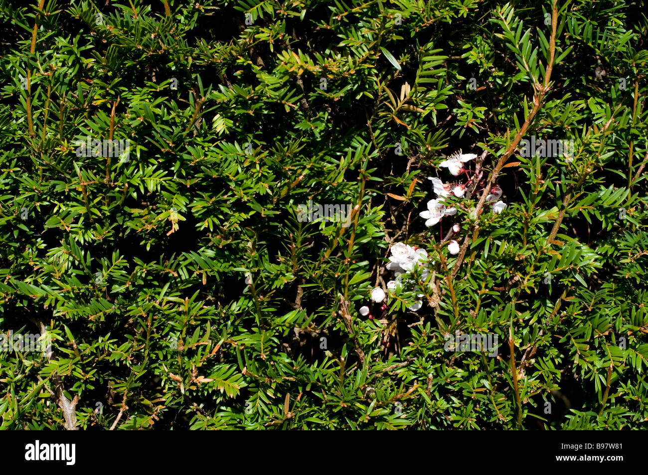 Blossom of cherry tree struggling amongst a yew hedge Stock Photo - Alamy