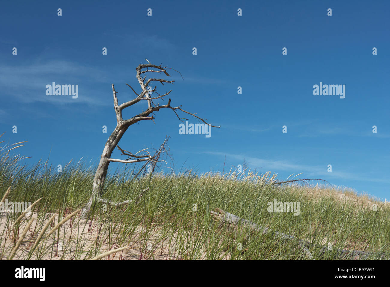 Lacka Gora dunes moving front pushing over forest of trees Slowinski ...