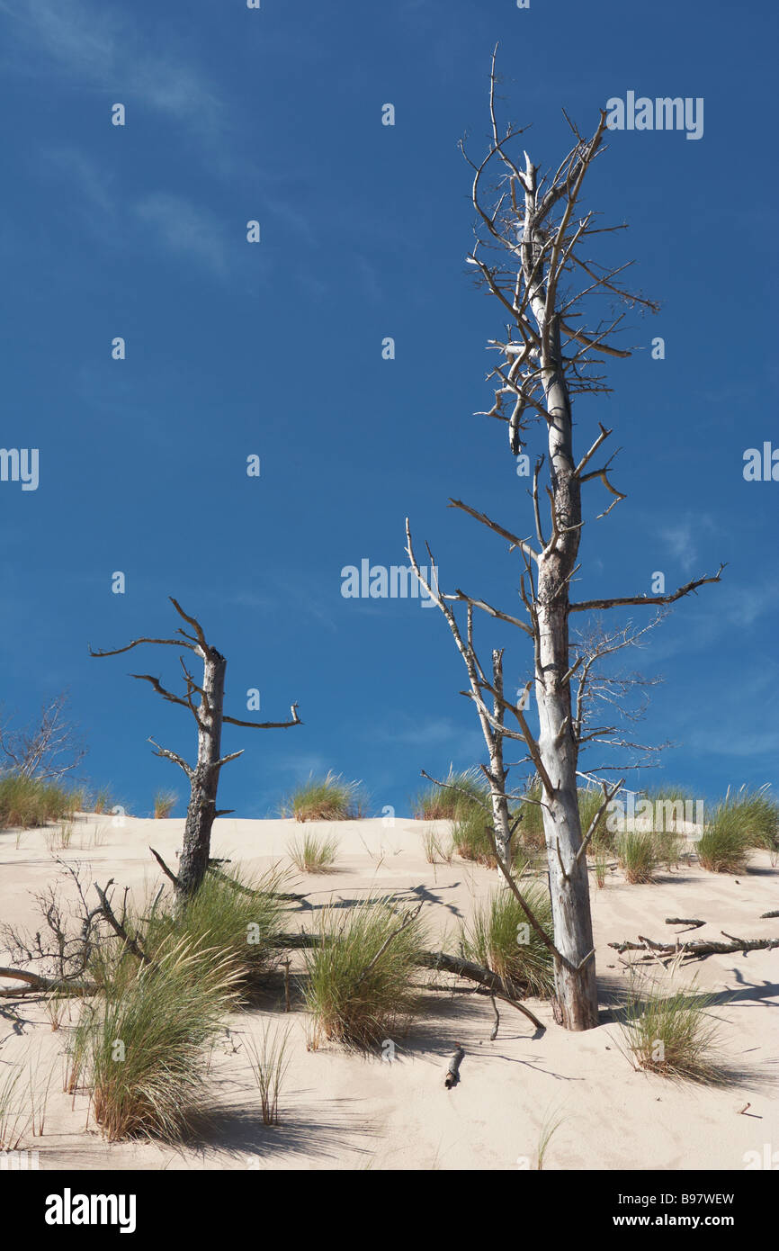 Lacka Gora dunes moving front pushing over forest of trees Slowinski ...