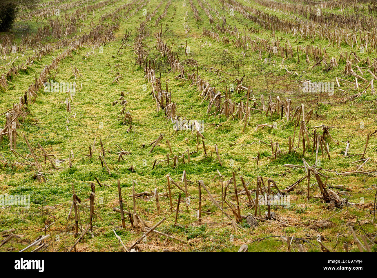 Harvested empty corn field North Georgia USA Stock Photo - Alamy