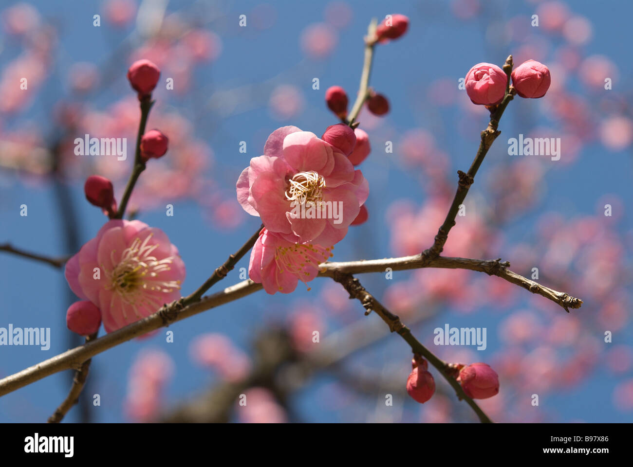 Pink ume (prunus mume) flowering in Shinjuku Gyoen Stock Photo - Alamy