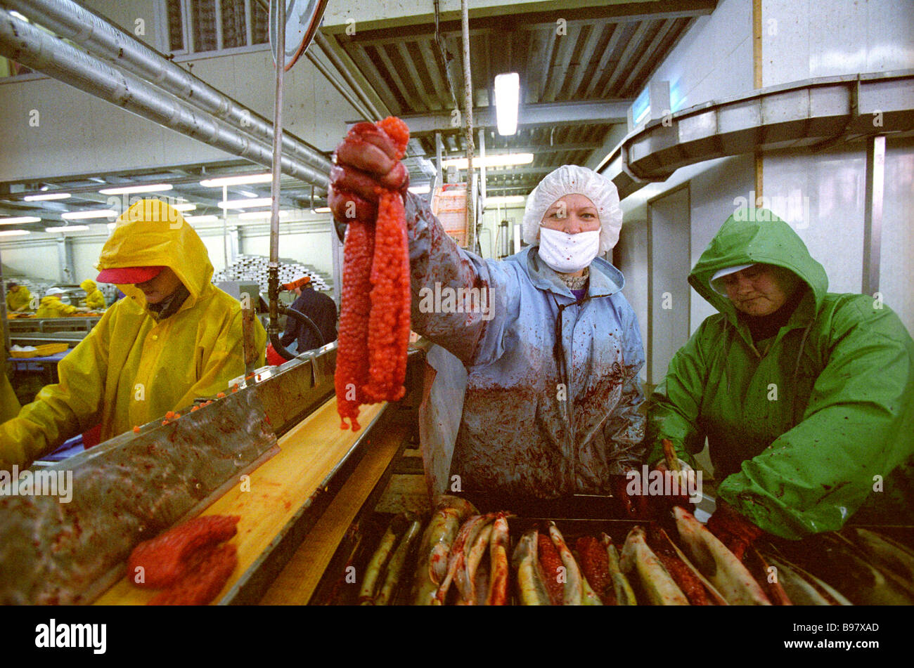 Salmon disemboweled for caviar Yasny fish cannery under Gidrostroi Co ...