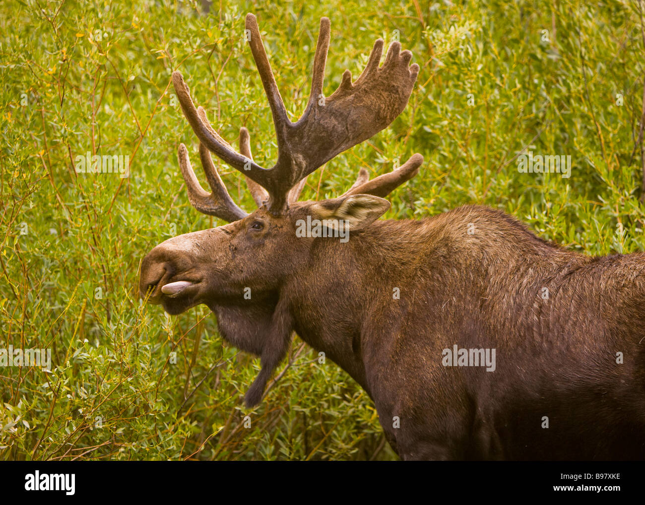 Male bull moose alces hi-res stock photography and images - Alamy