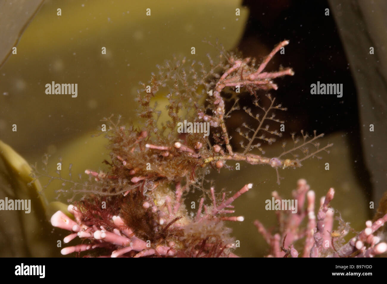 Plumulariidae hi-res stock photography and images - Alamy