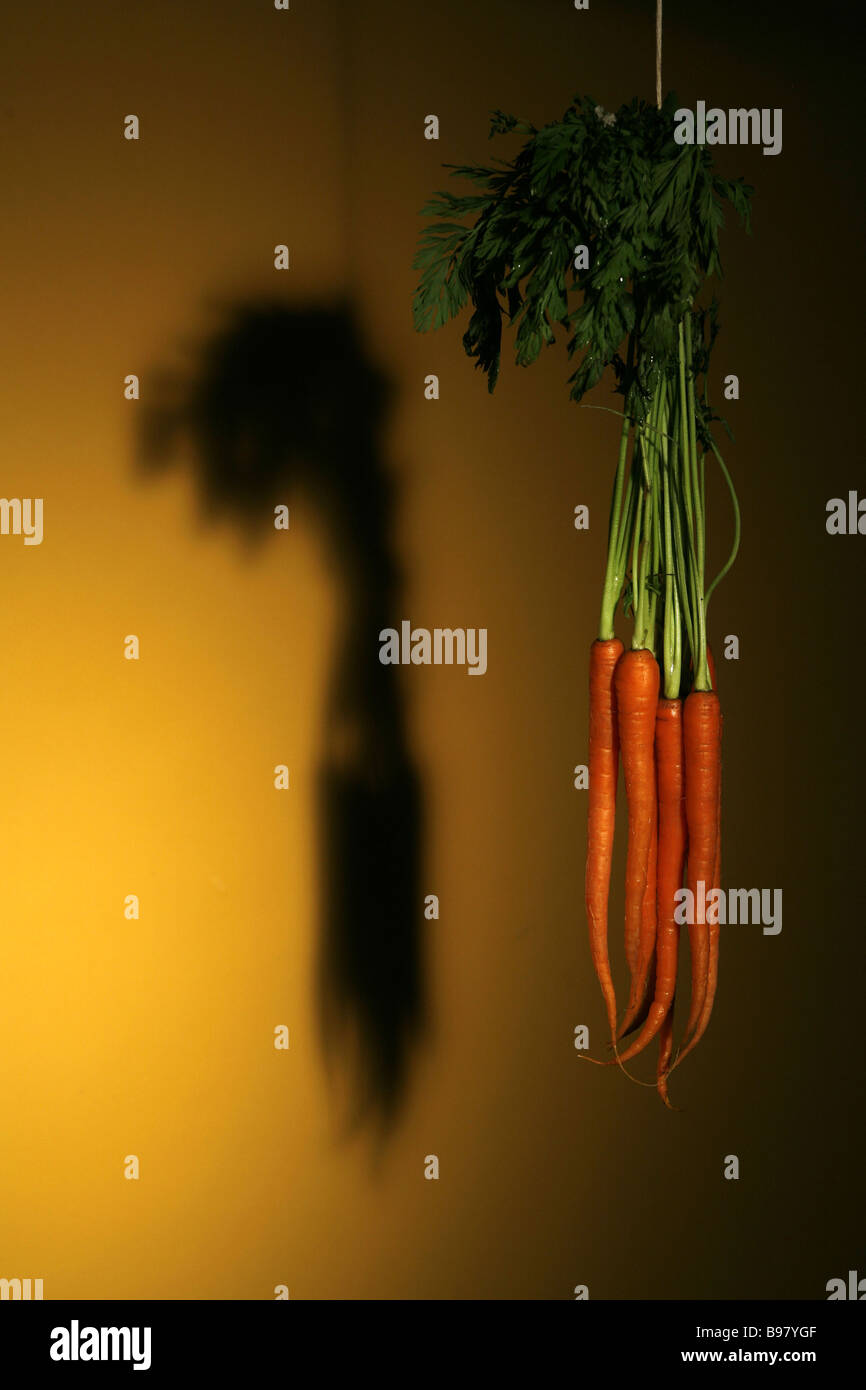 a bunch of fresh raw carrots hanging Stock Photo - Alamy