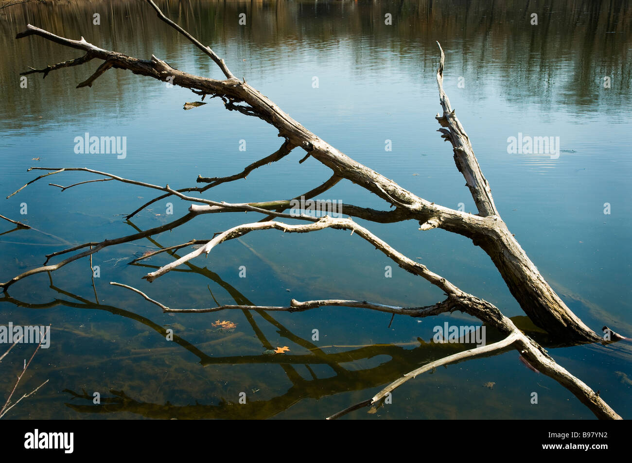 Bleached tree limb hi-res stock photography and images - Alamy