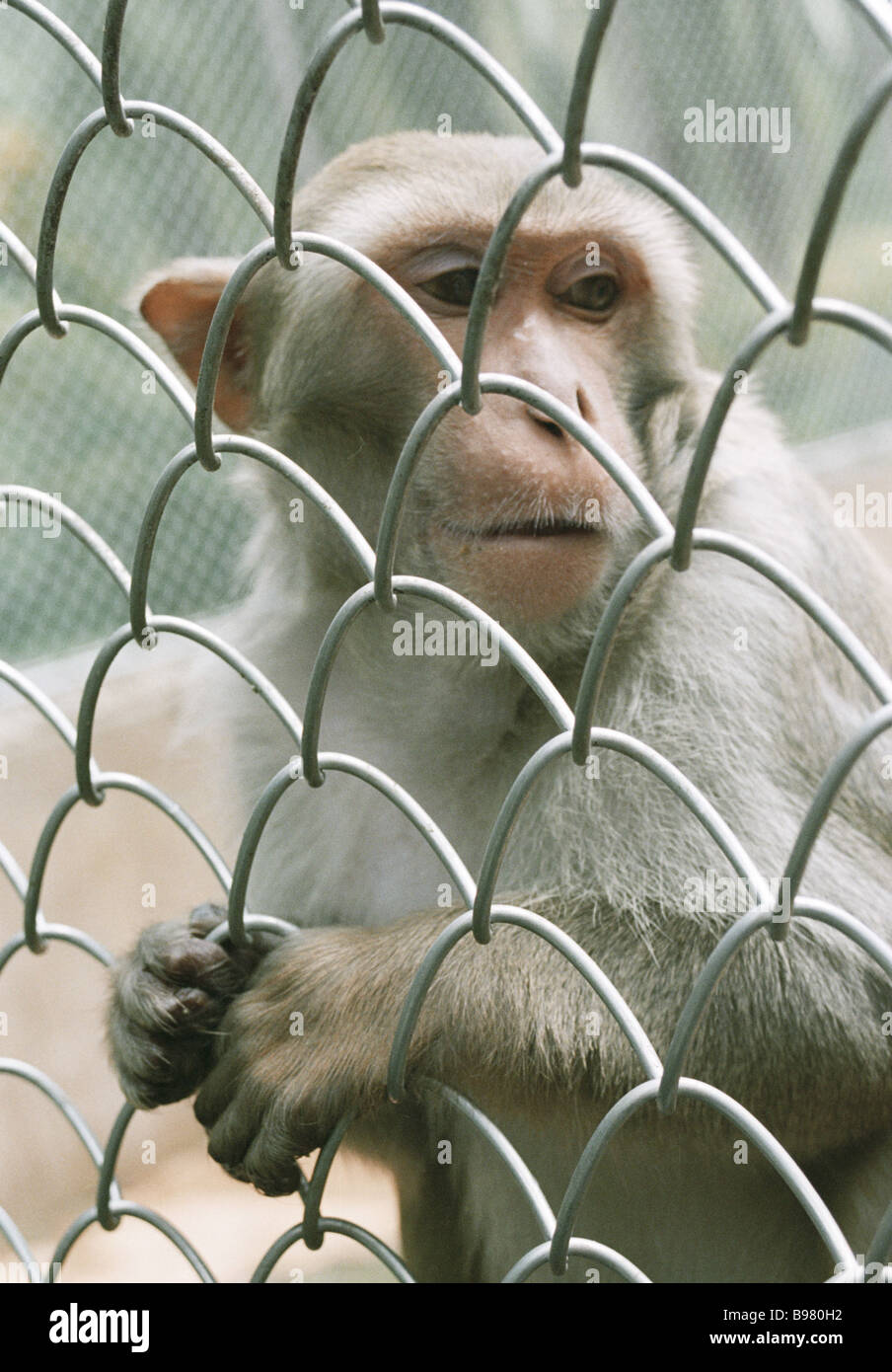 A monkey in a cage Stock Photo - Alamy