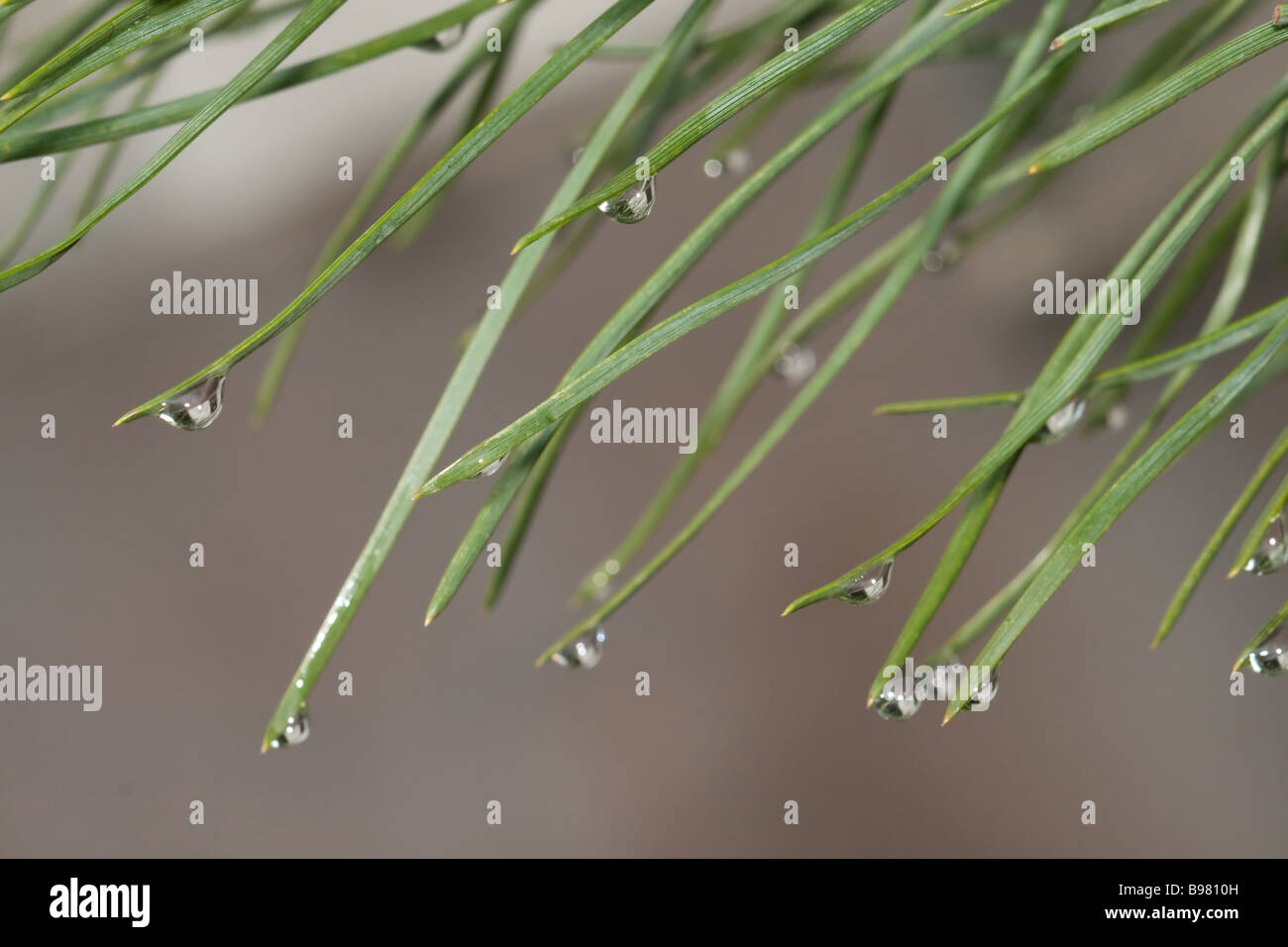 needles with water drops raindrops beauty of nature Stock Photo - Alamy