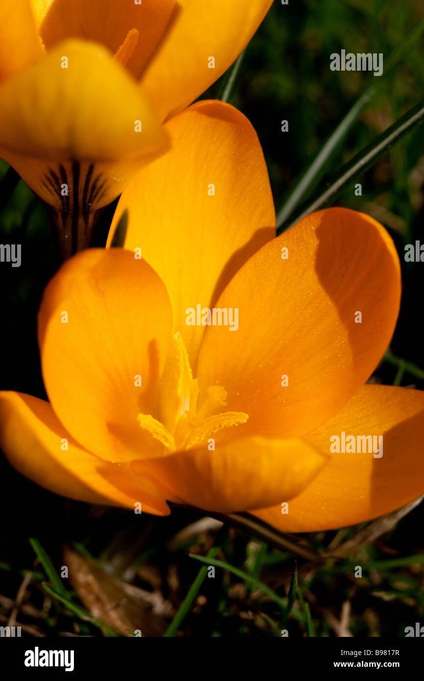 orange crocus beauty in nature spring flower Stock Photo - Alamy