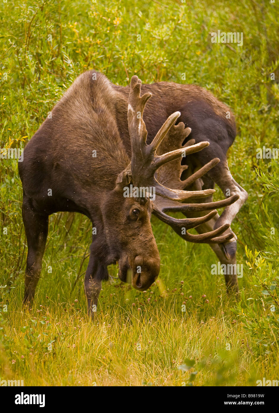 Itching animal hi-res stock photography and images - Alamy