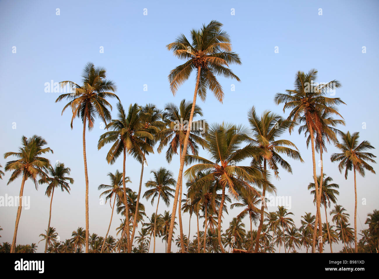 Beach coconut hi-res stock photography and images - Alamy