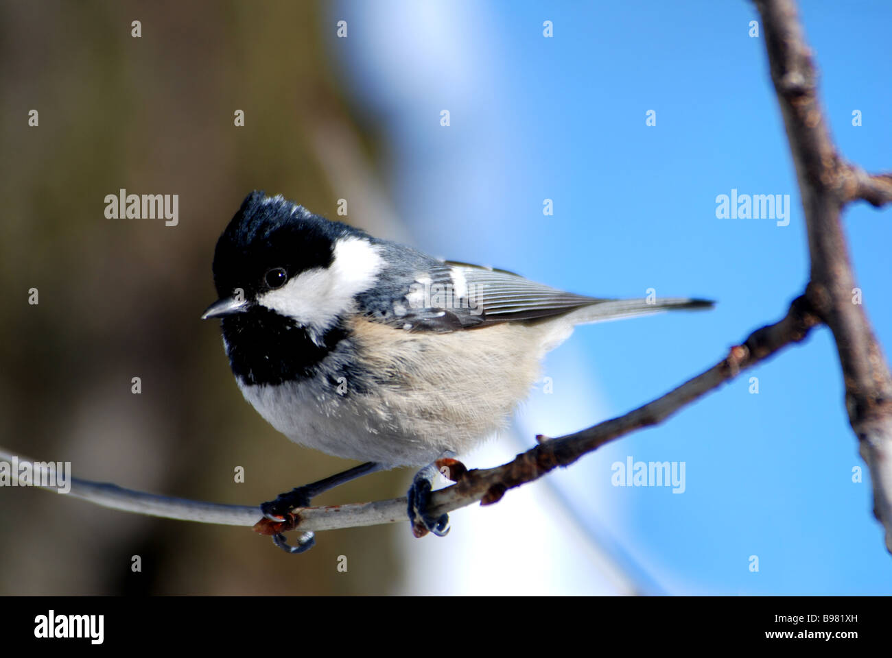 Weidenmeise Parus montanus Willow Tit winter Switzerland Stock Photo ...