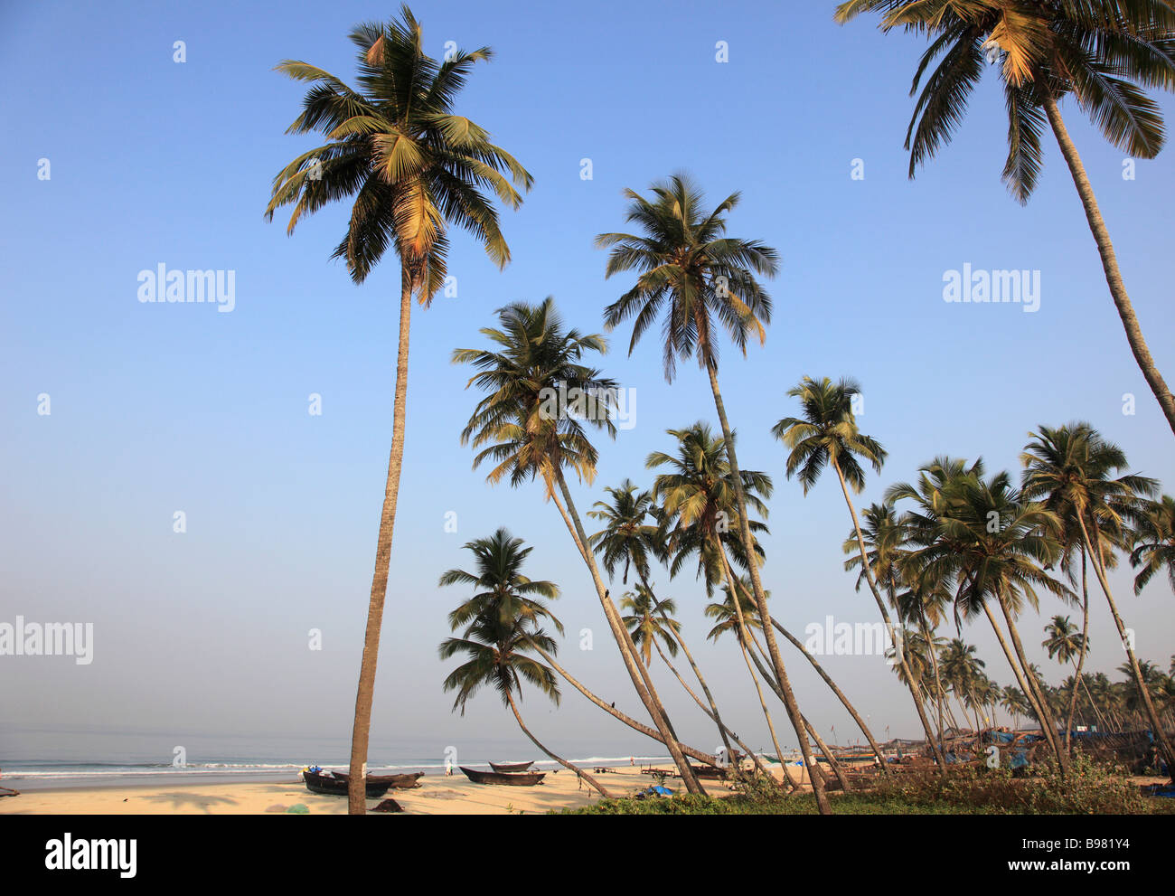 Goa coconut grove hi-res stock photography and images - Alamy