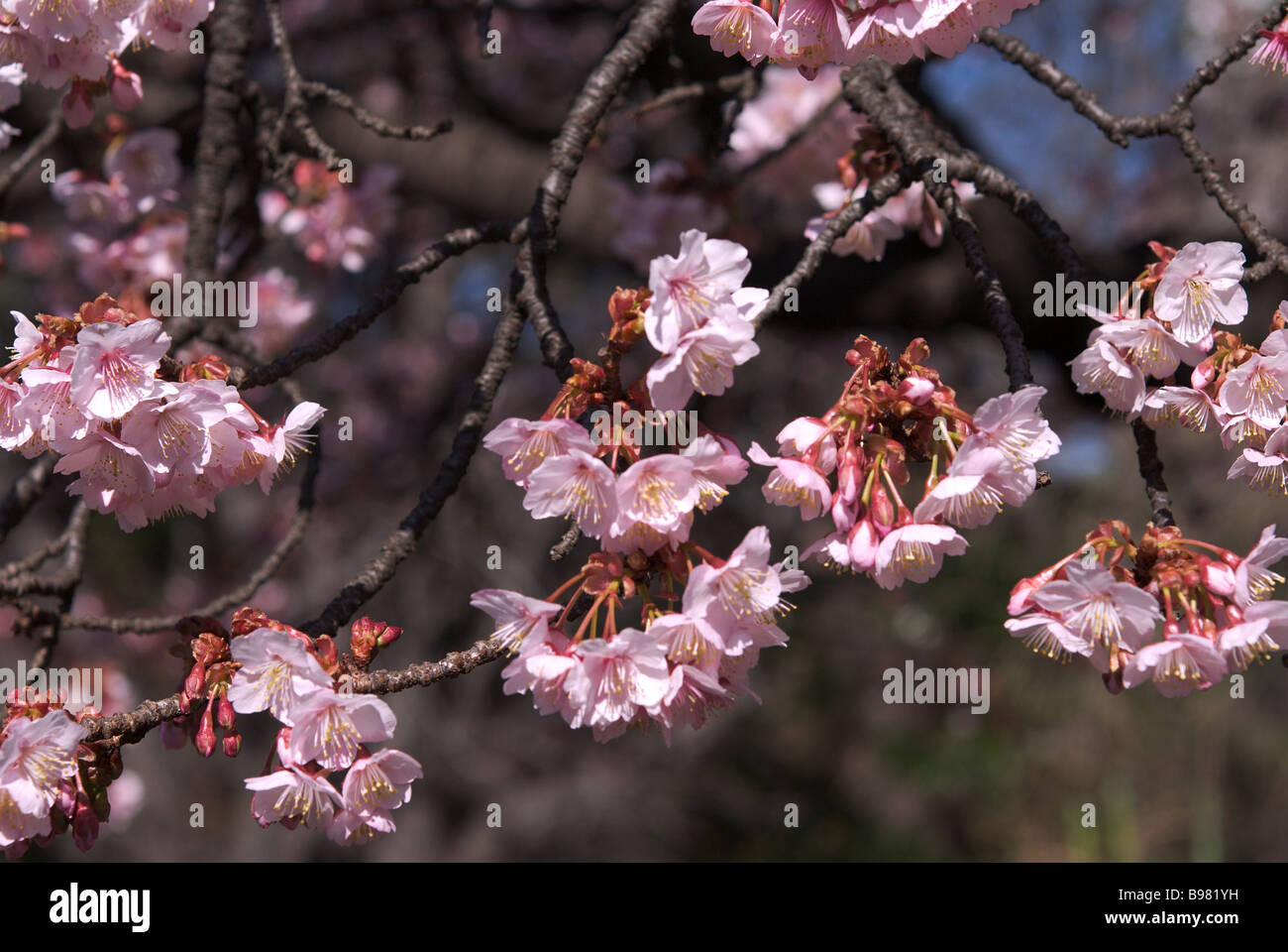 Kanzakura hi-res stock photography and images - Alamy