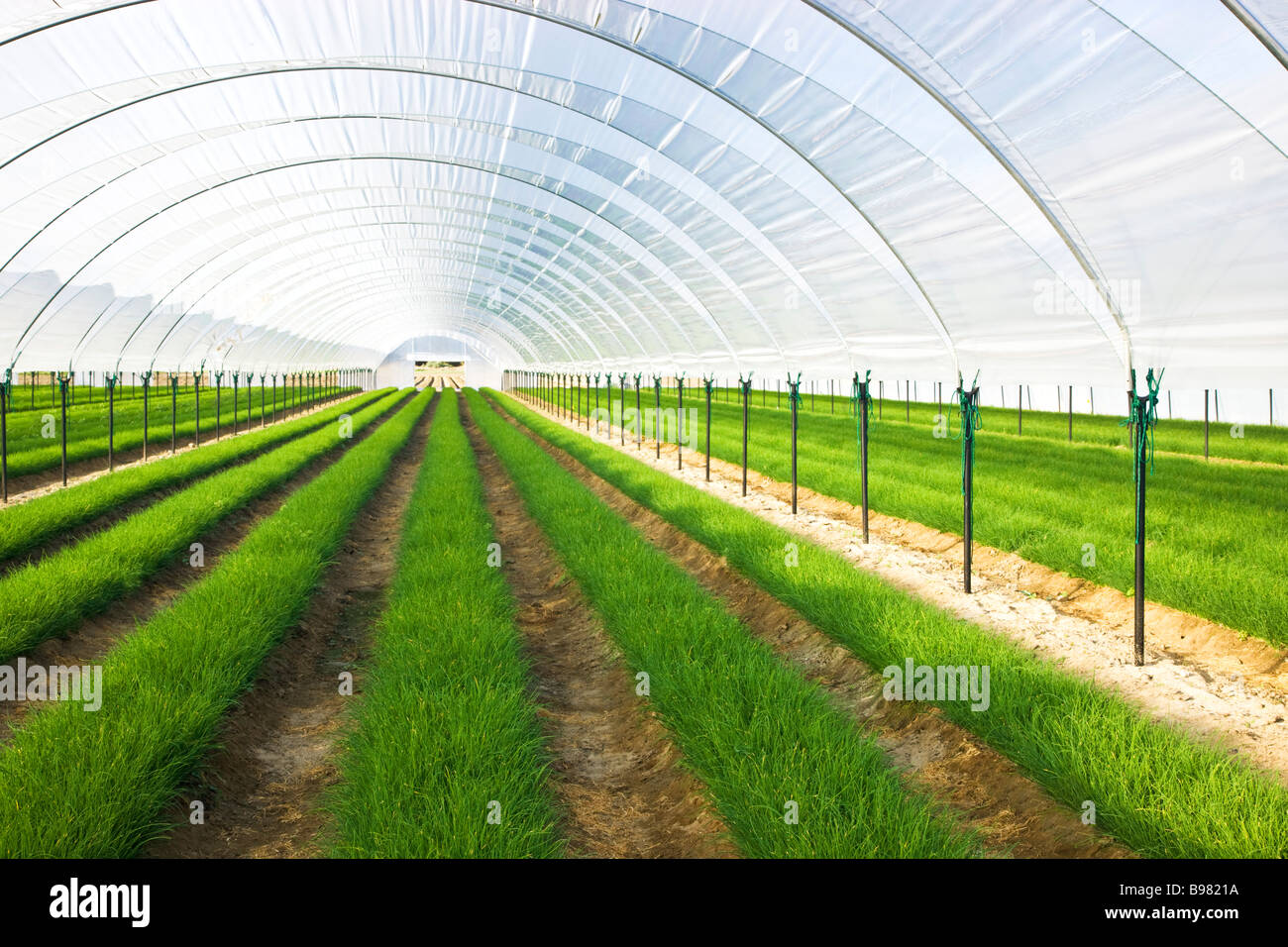 Rows of Chives growing in greenhouse Stock Photo - Alamy
