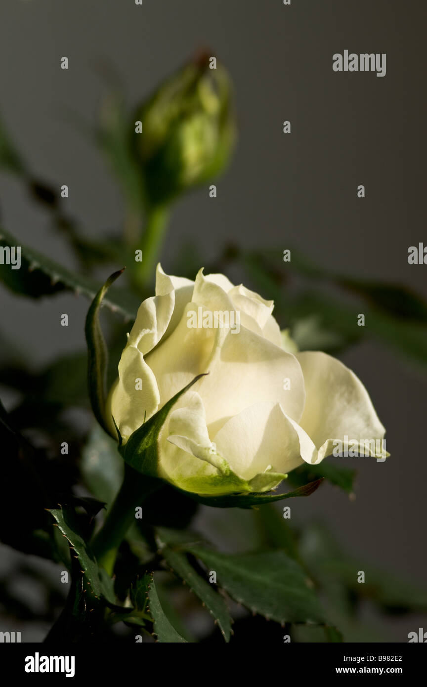 White Rose Bud High Resolution Stock Photography and Images - Alamy