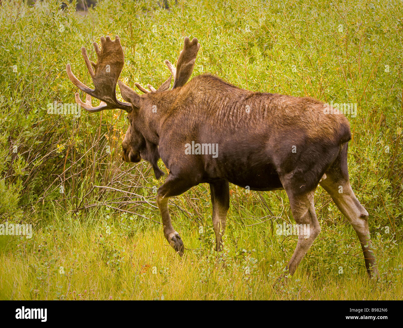 WYOMING USA Bull moose Alces alces near Oxbow Bend in Grand Teton ...