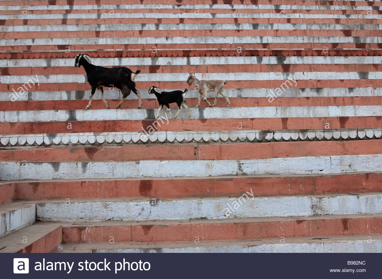 Goats Steps High Resolution Stock Photography and Images - Alamy