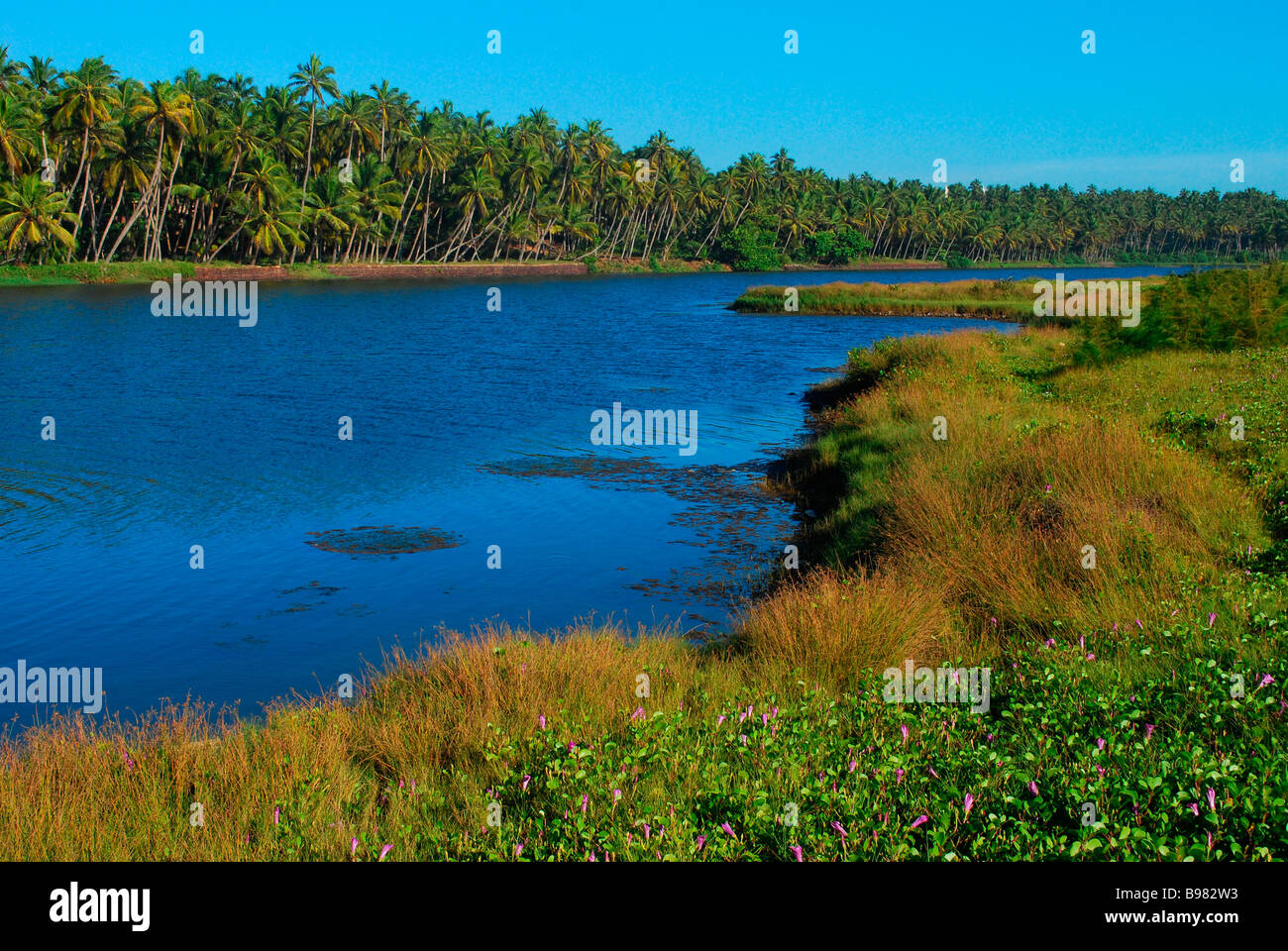 A landscape from kerala backwaters,kerala,india Stock Photo - Alamy